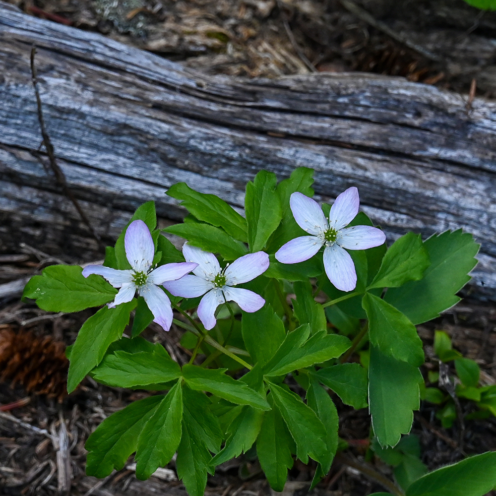 Piper's Anemone from Central Kootenay, BC, Canada on June 21, 2024 at ...