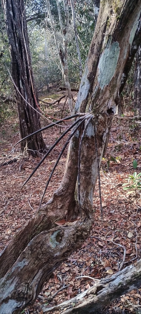 Trichocentrum yucatanense from 77877 Q.R., México on April 18, 2024 at ...