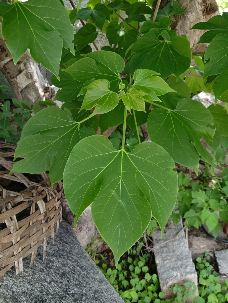 Propeller Tree (Gyrocarpus americanus) - Botanical Realm