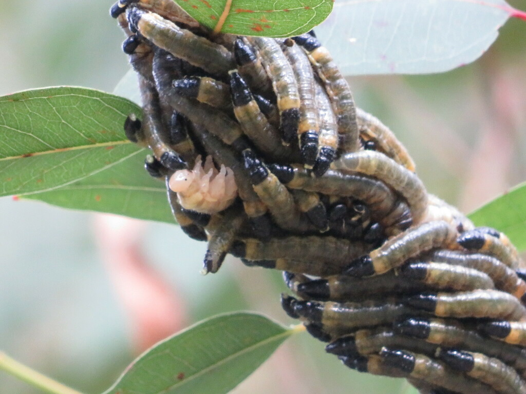 Perginae from Brisbane QLD, Australia on June 22, 2024 at 12:54 PM by ...