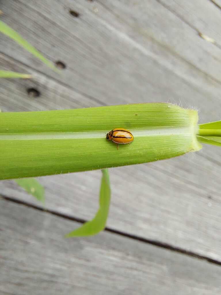 Micraspis lineola from Brisbane QLD, Australia on June 22, 2024 at 10: ...