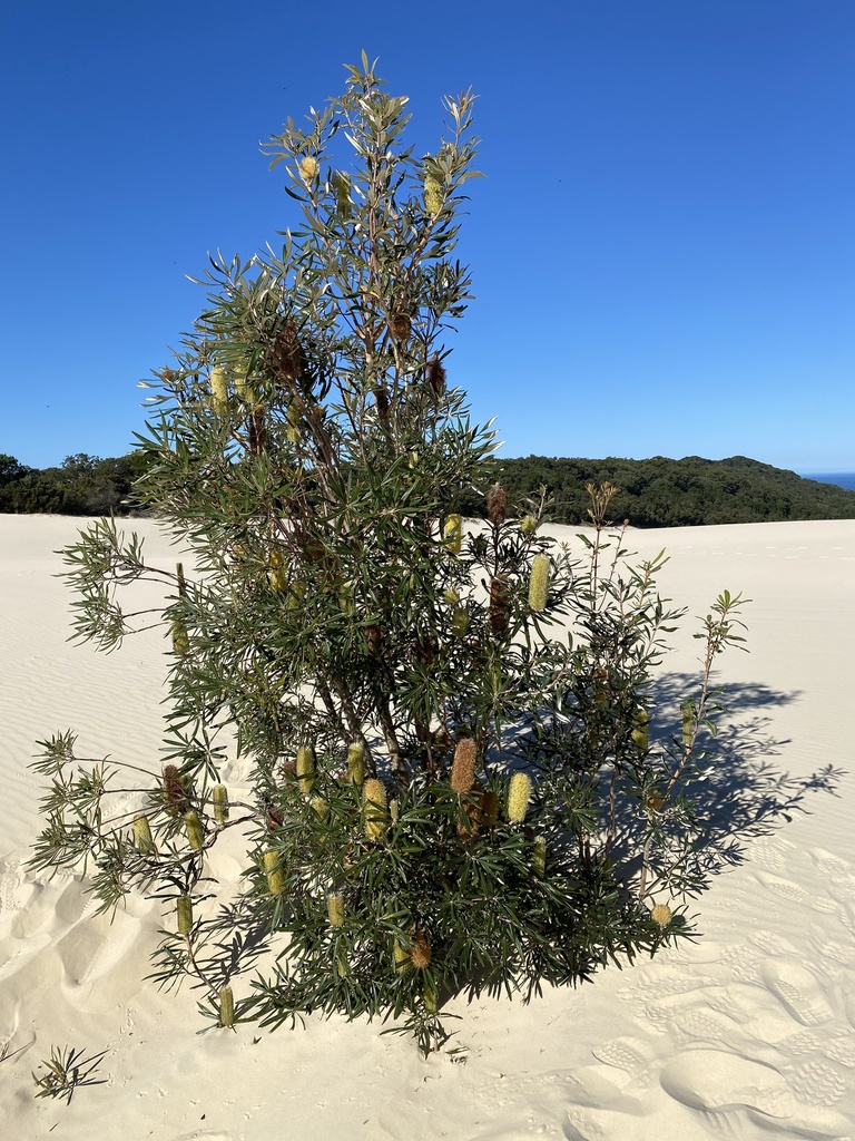 Coastal Banksia from K'gari QLD 4581, Australia on June 20, 2024 at 01:46 PM by Dr. Jessa ...