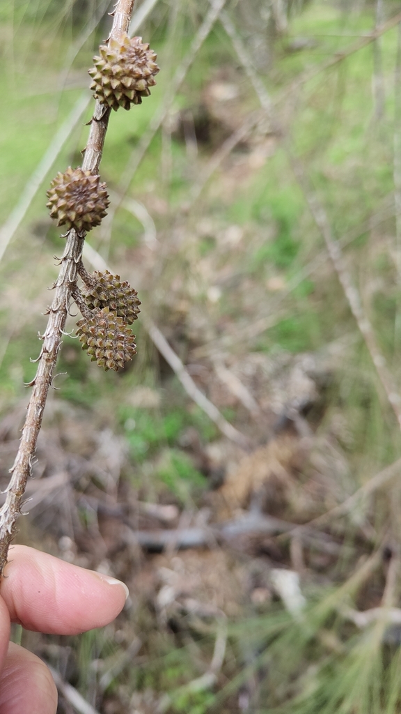 Swamp sheoak from Adelaide Hills -Ranges, AU-SA, AU on June 22, 2024 at ...