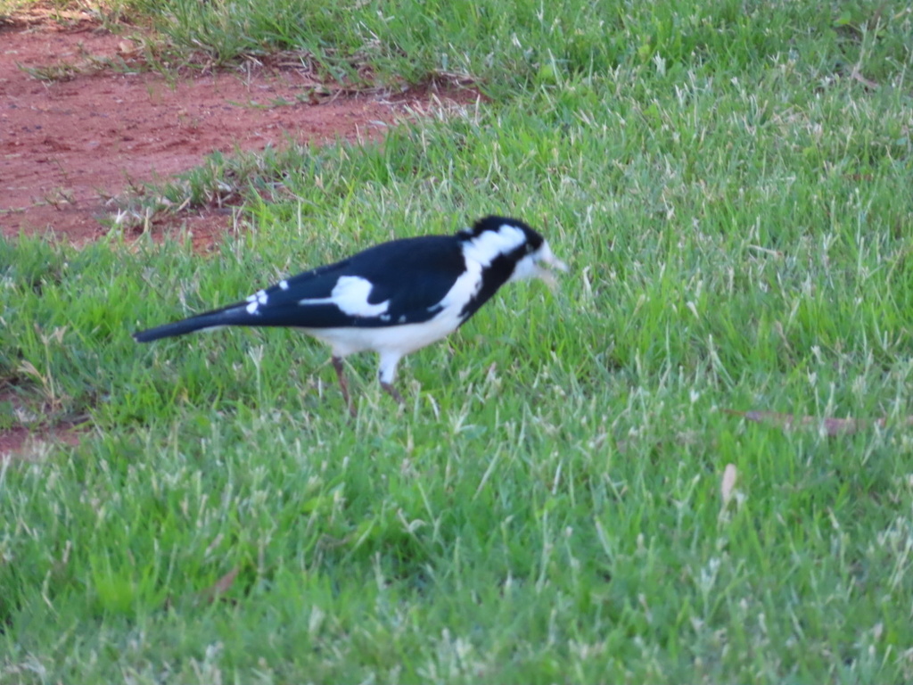 Magpie-lark from Centennial Park, Somerville, WA, AU on June 22, 2024 ...