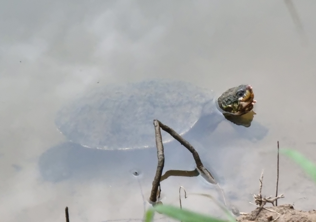 White-throated Snapping Turtle in June 2024 by Tina Raveneau · iNaturalist