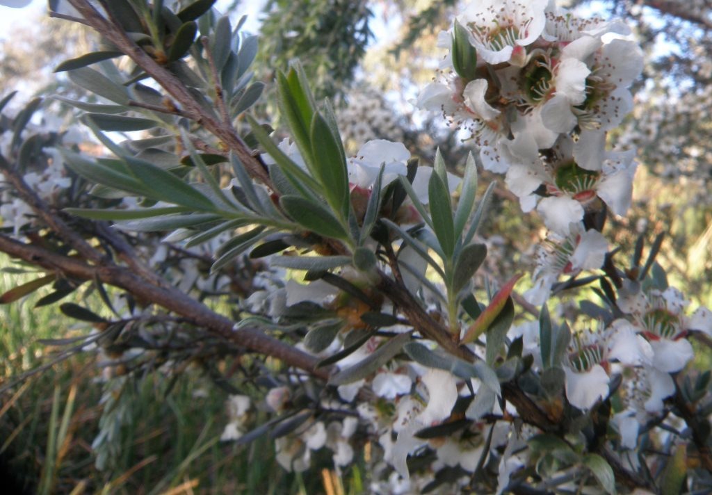 Woolly Teatree from Trinity Boulevard, Attwood VIC 3049, Australia on ...