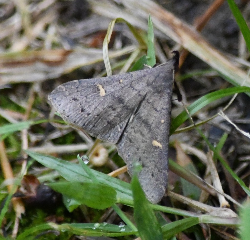 Speckled Renia Moth from University Park, MD 20782, USA on May 23, 2019 ...