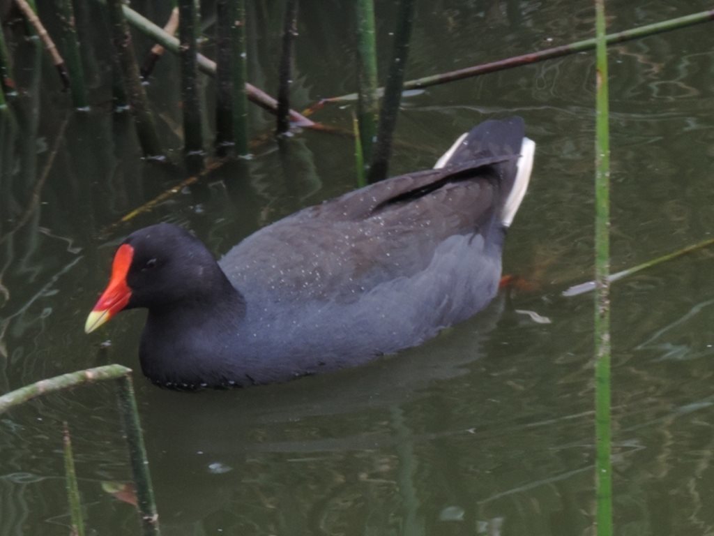Australian Dusky Moorhen (Birds of Berrima) · iNaturalist