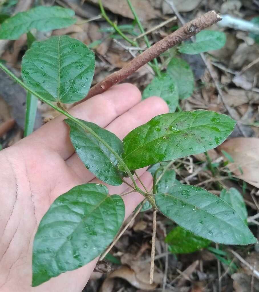 Hypserpa decumbens in June 2024 by R.M. Uncommon vine. · iNaturalist