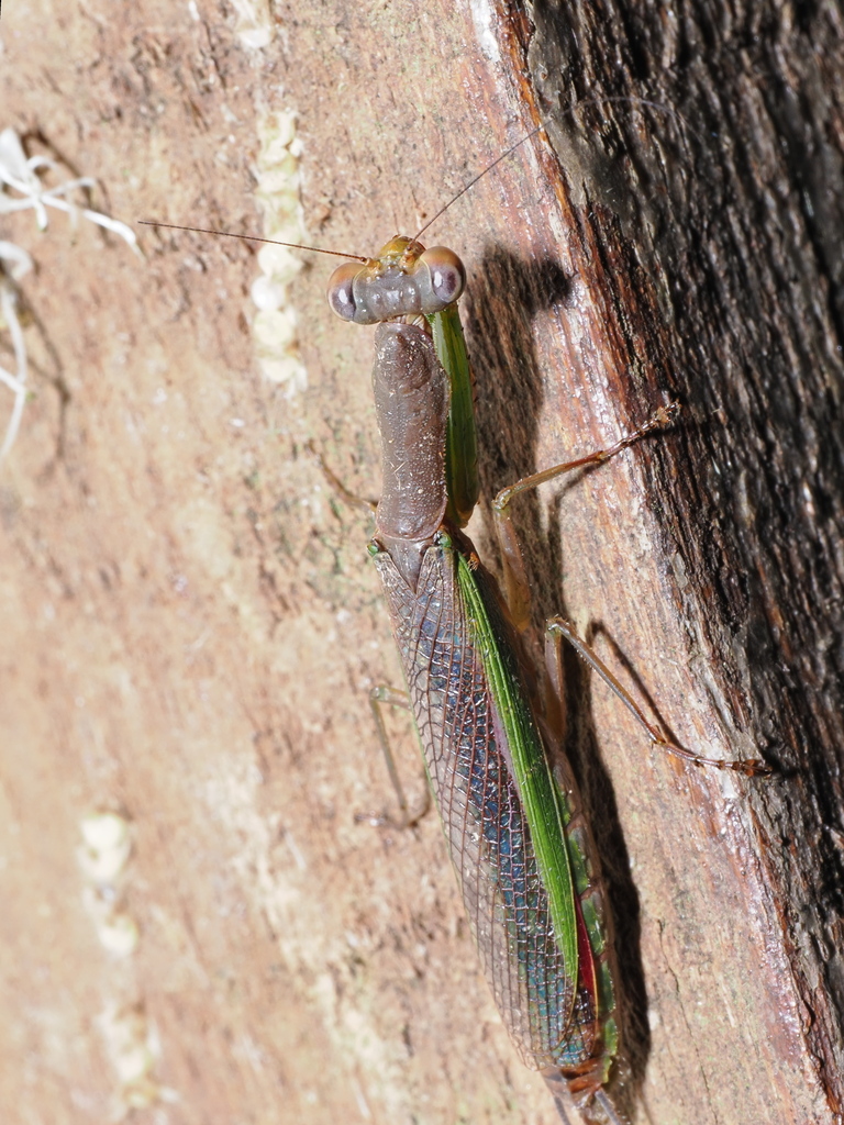 Odontomantis rhyssa (Mantises of Malaysia,Singapore and Borneo ...
