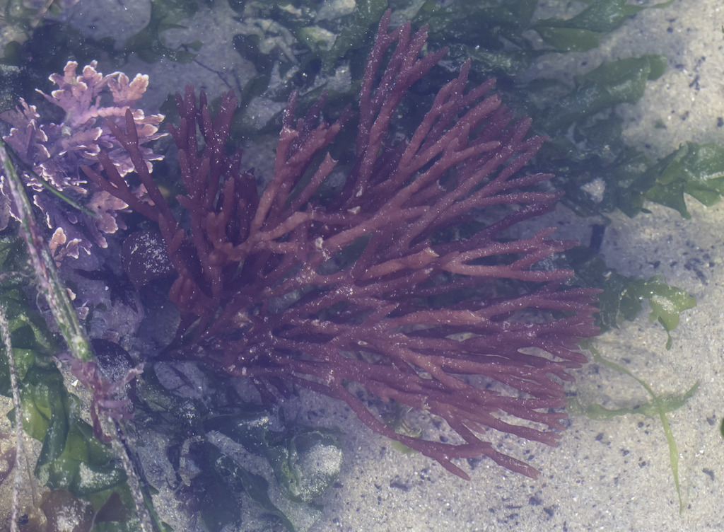 red algae from Carpinteria, CA, USA on May 23, 2019 at 07:08 AM by Zack ...