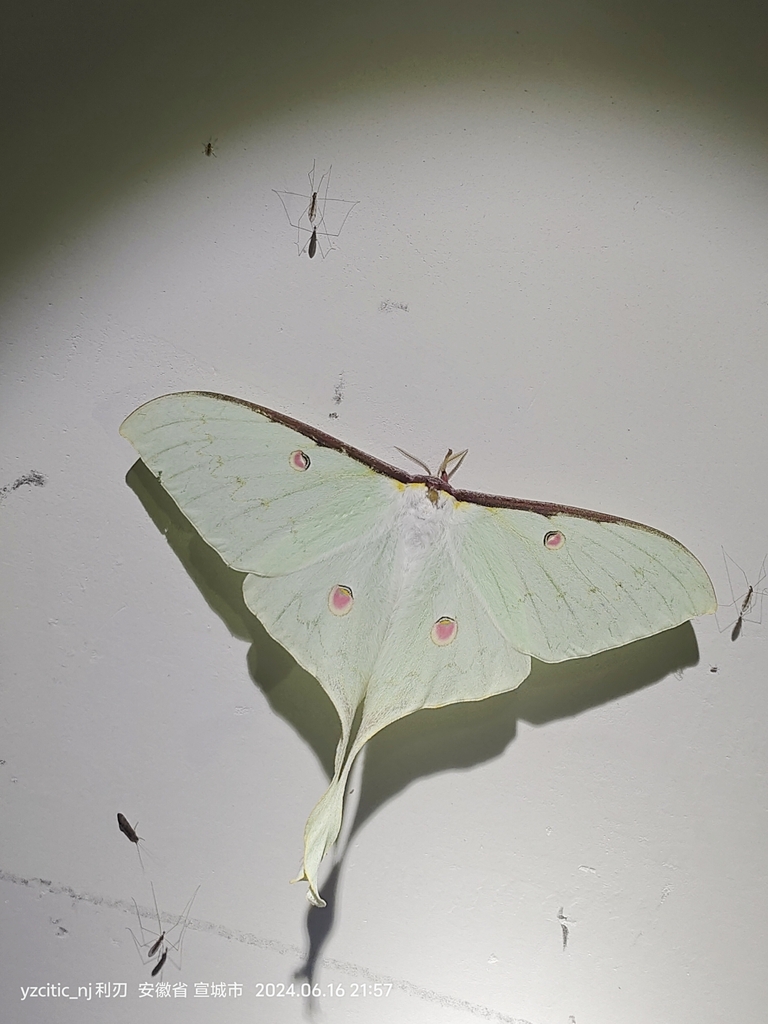 South China Moon Moth from Xuancheng, CN-AH, CN on June 16, 2024 at 09: ...