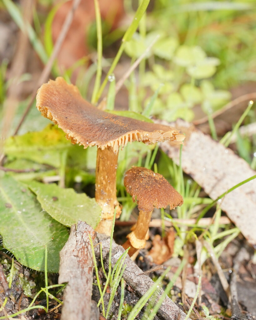 Descolea recedens from Lysterfield VIC 3156, Australia on June 18, 2024 ...