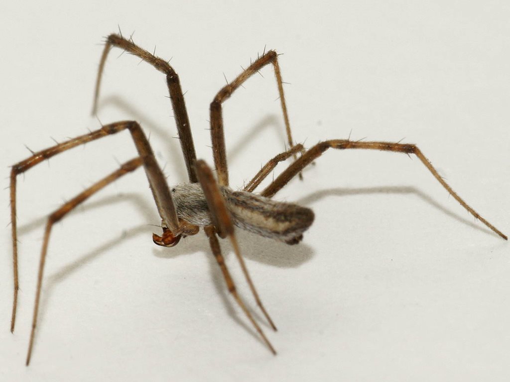 Tailed Forest Spider from Swan Reach Conservation Park, SA, AU on ...