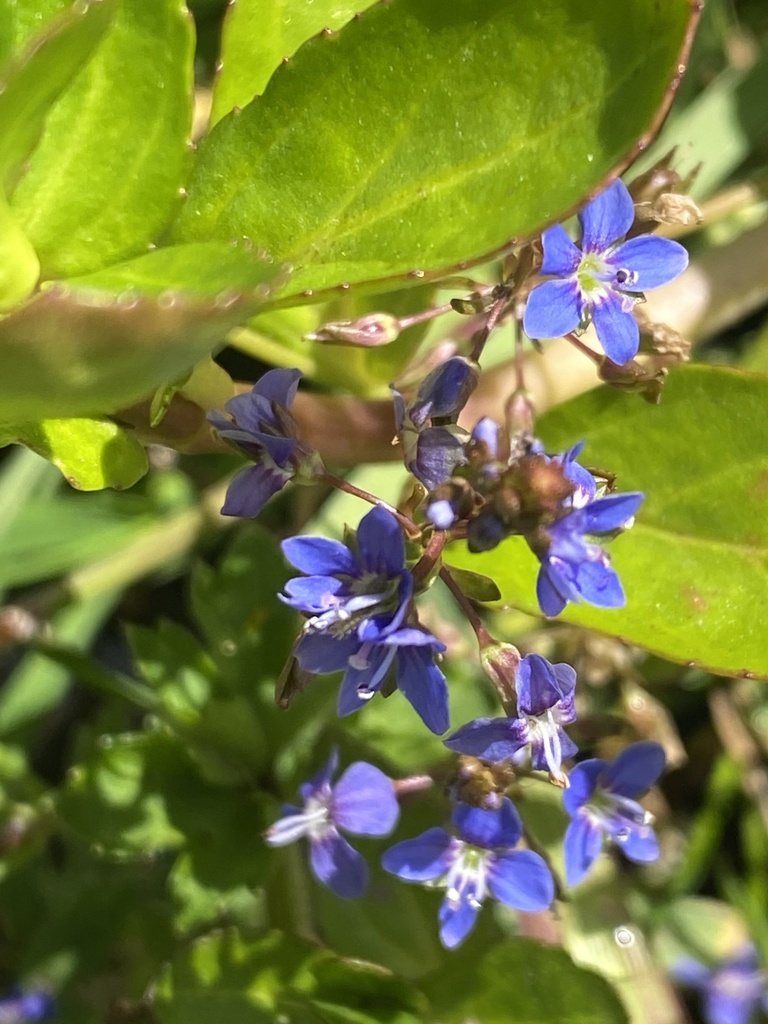 Brooklime from Cheetham Street, Oldham, England, GB on June 22, 2024 at ...