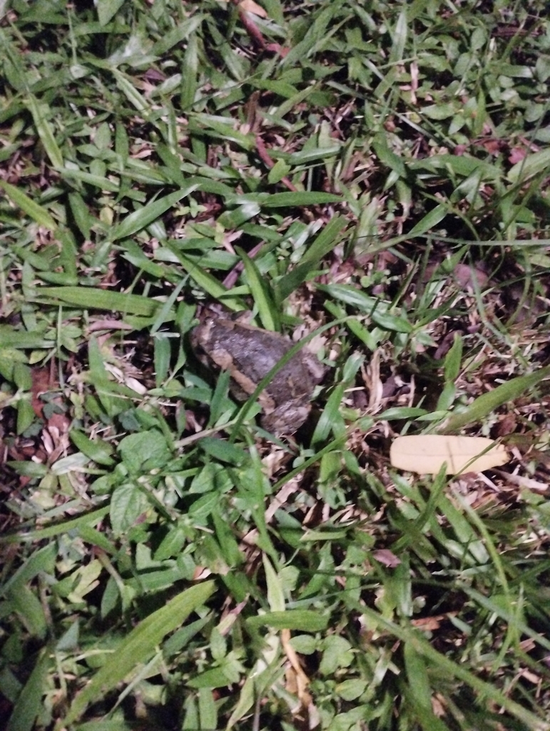 Asian Painted Frog from Bedok, Singapore on June 22, 2024 at 08:30 PM ...