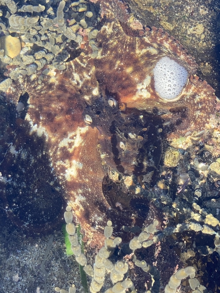 Common Sydney Octopus from McCauley’s Beach, Bulli, NSW, AU on June 22 ...