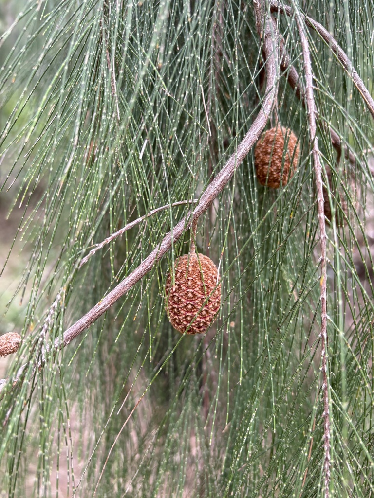 Forest sheoak from Wollemi National Park, Newnes, NSW, AU on June 20 ...