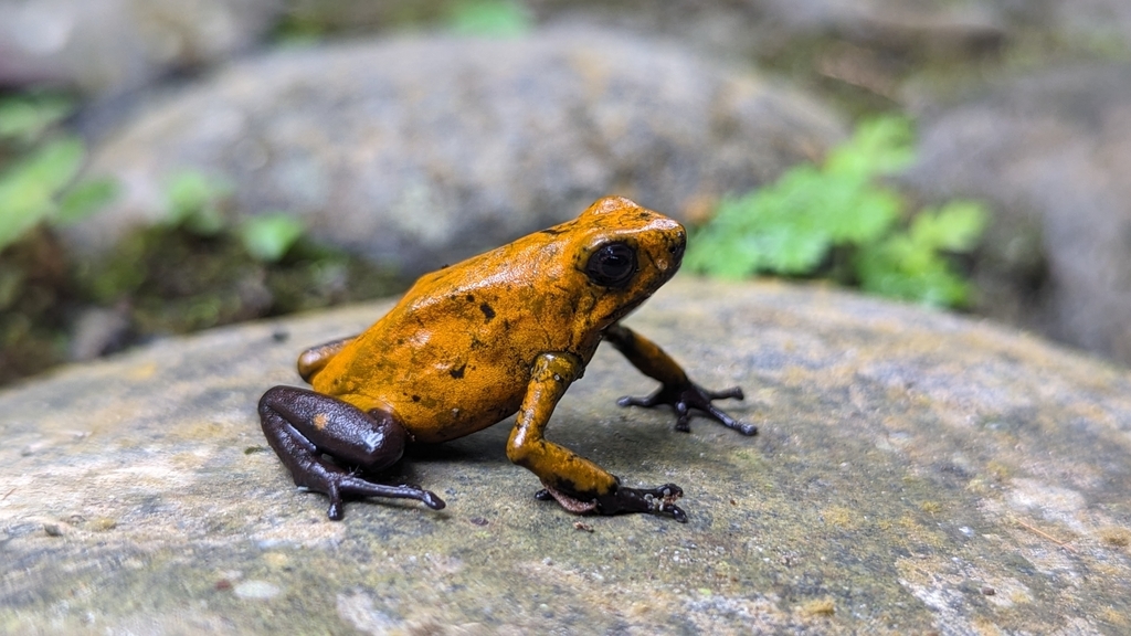 Little Devil Poison Frog in June 2024 by Leighton Reid · iNaturalist