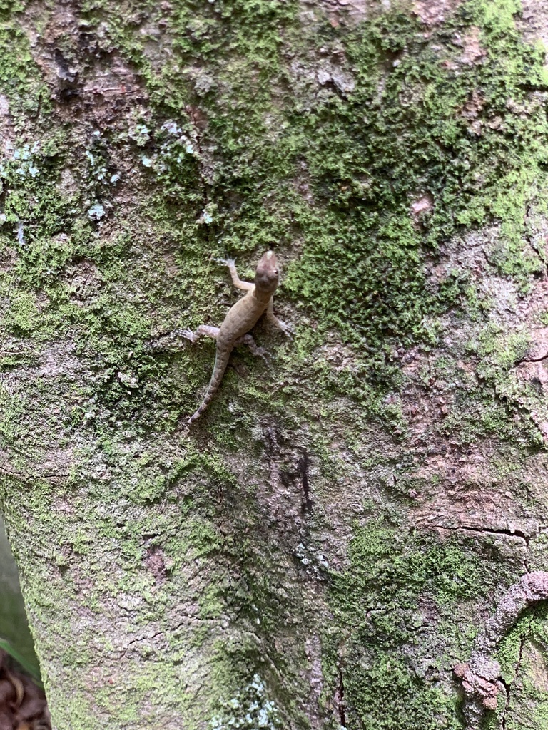 Bridled Forest Gecko from Nariva Swamp, Trinidad and Tobago, TT on June ...