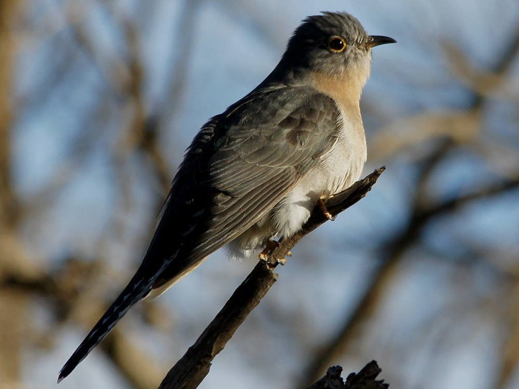 Fan-tailed Cuckoo (The Birds of Toowoomba Region) · iNaturalist