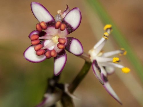 Short-leaved Early Nancy (Subspecies Wurmbea dioica brevifolia ...