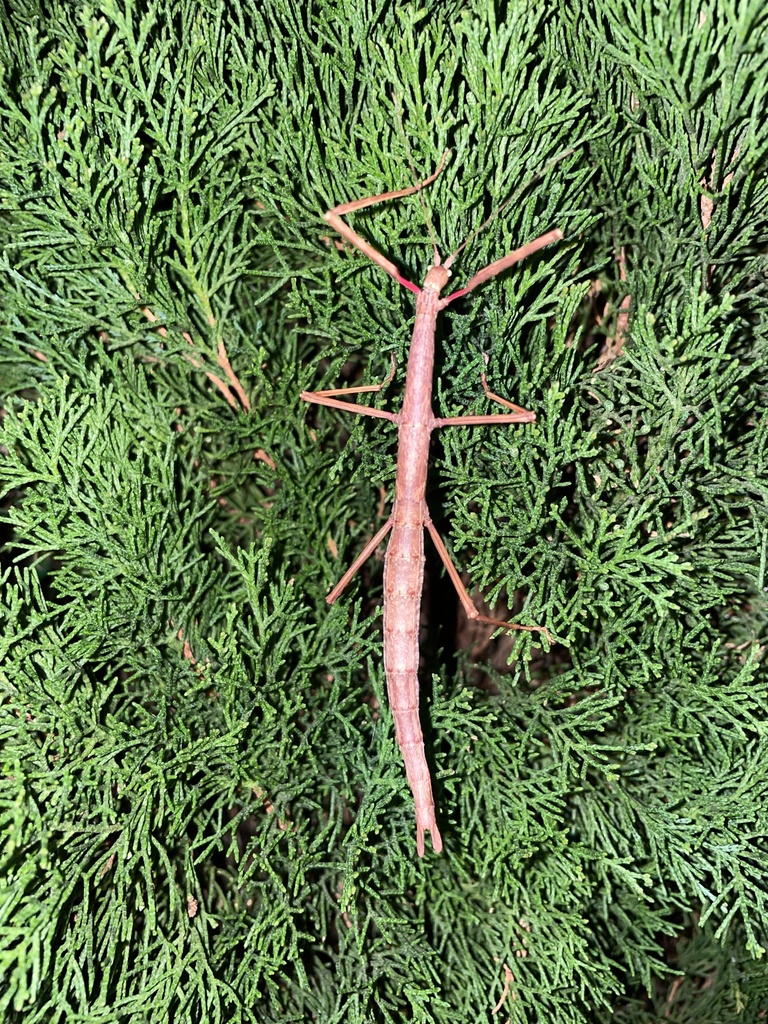 unarmed stick-insect from North Island / Te Ika-a-Māui, Lower Hutt ...