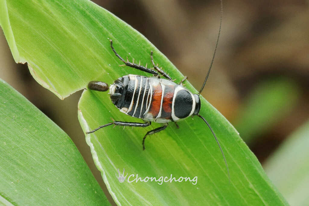 Hemithyrsocera vittata from 中国云南省西双版纳傣族自治州勐腊县 on May 3, 2024 at 10:00 ...