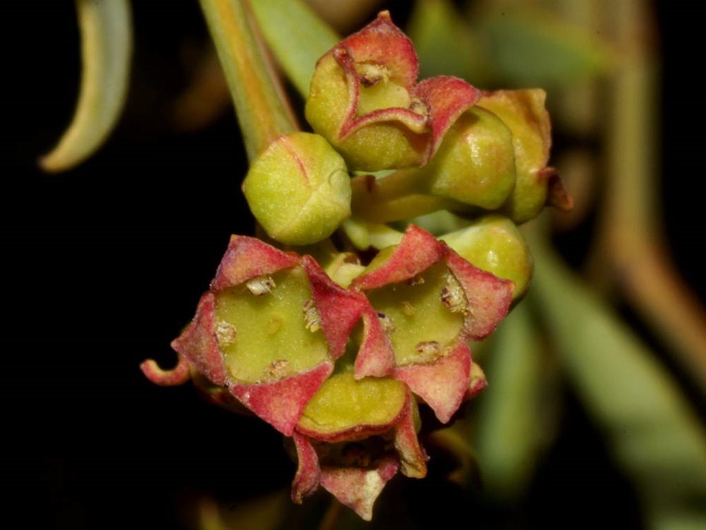 bitter quandong from Swan Reach SA 5354, Australia on August 29, 2014 ...