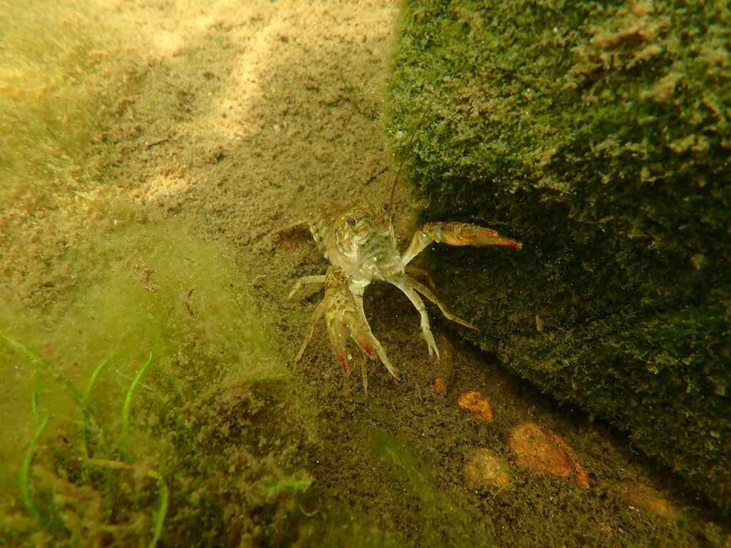 Calico Crayfish from Nipissing District, ON, Canada on June 18, 2024 at ...