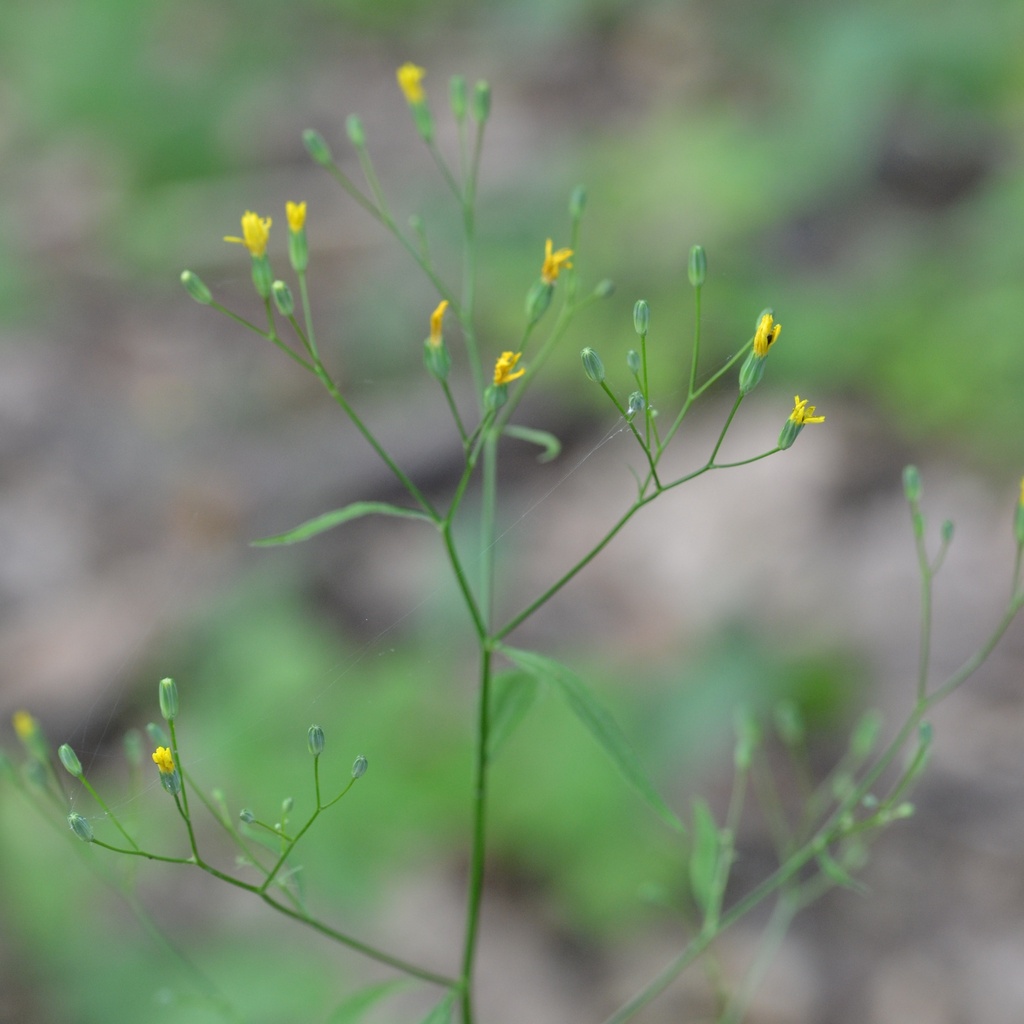 nipplewort (Lapsana communis) - Botanical Realm