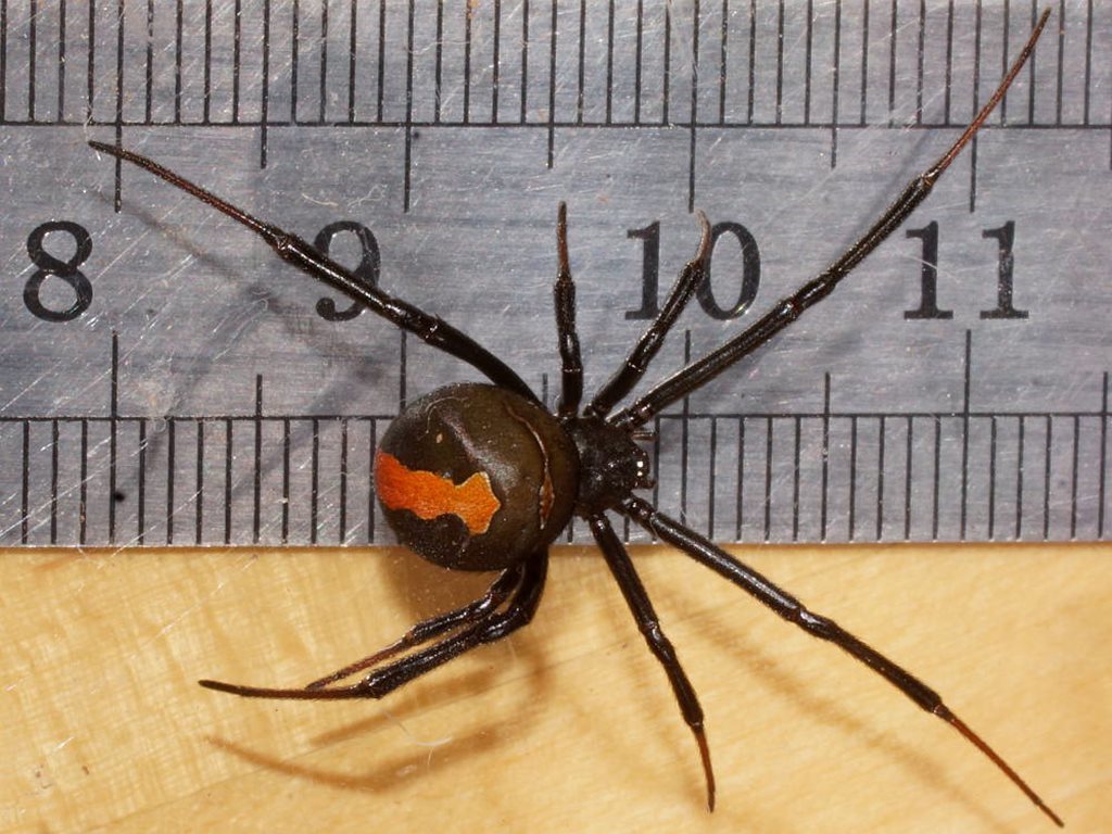 Redback Spider from Swan Reach Conservation Park, SA, AU on March 18 ...