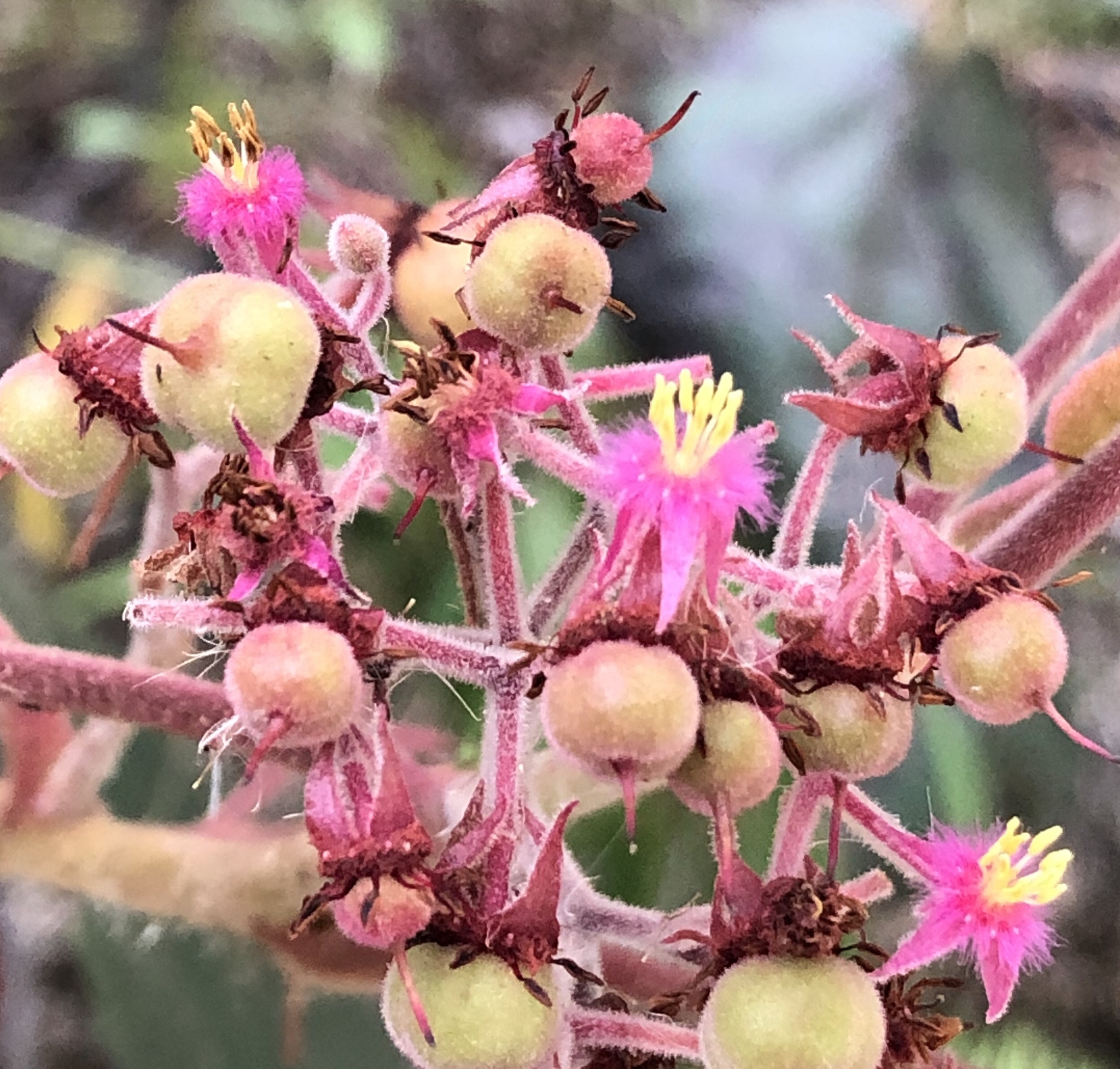 Petenaeaceae