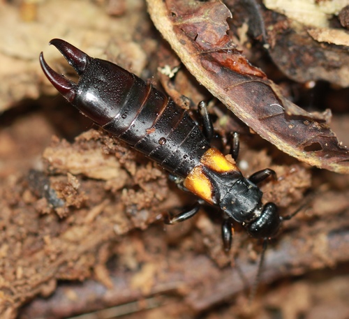 Allostethus celebense · iNaturalist United Kingdom