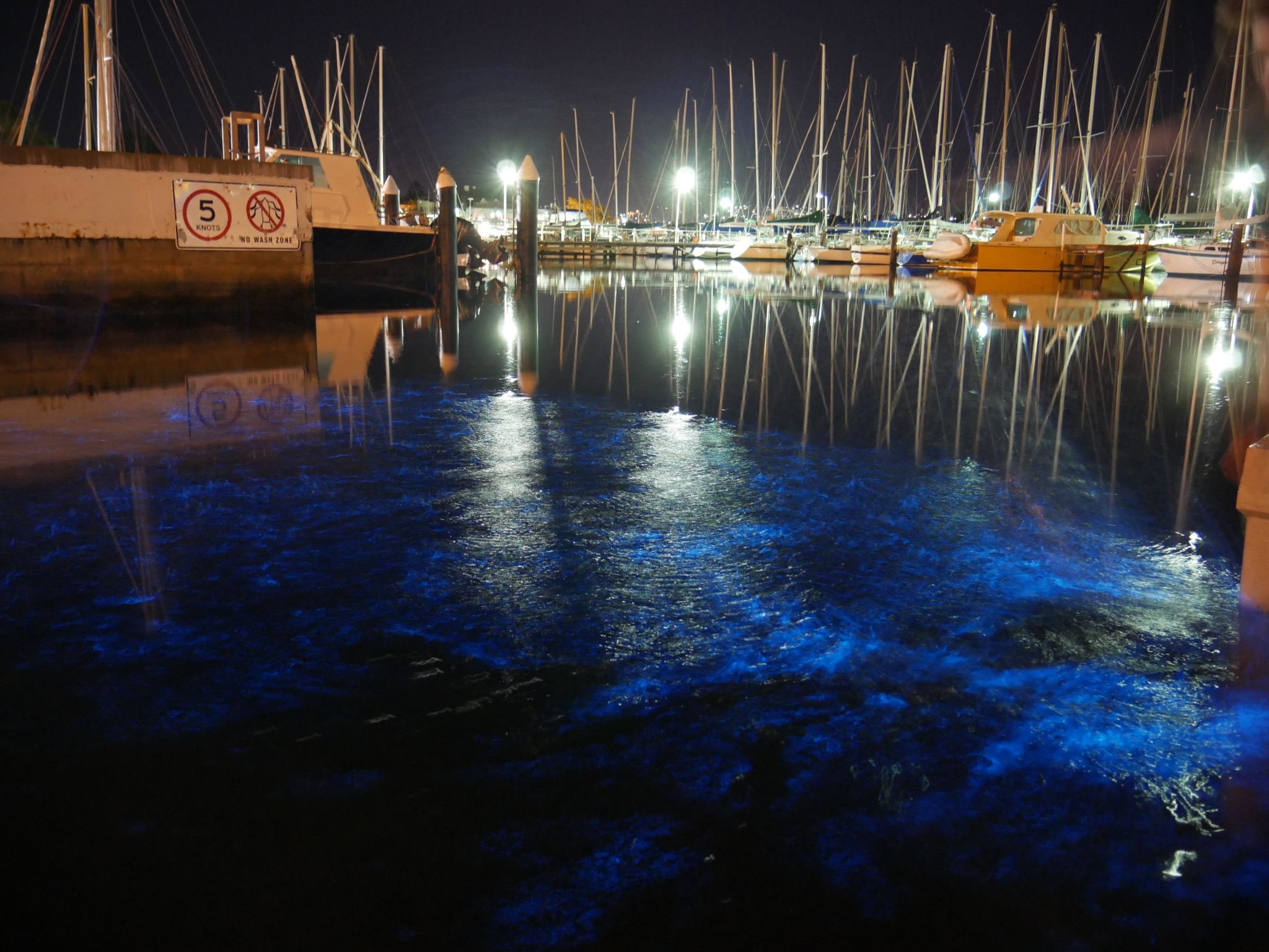 Noctiluca Suriray, 1836