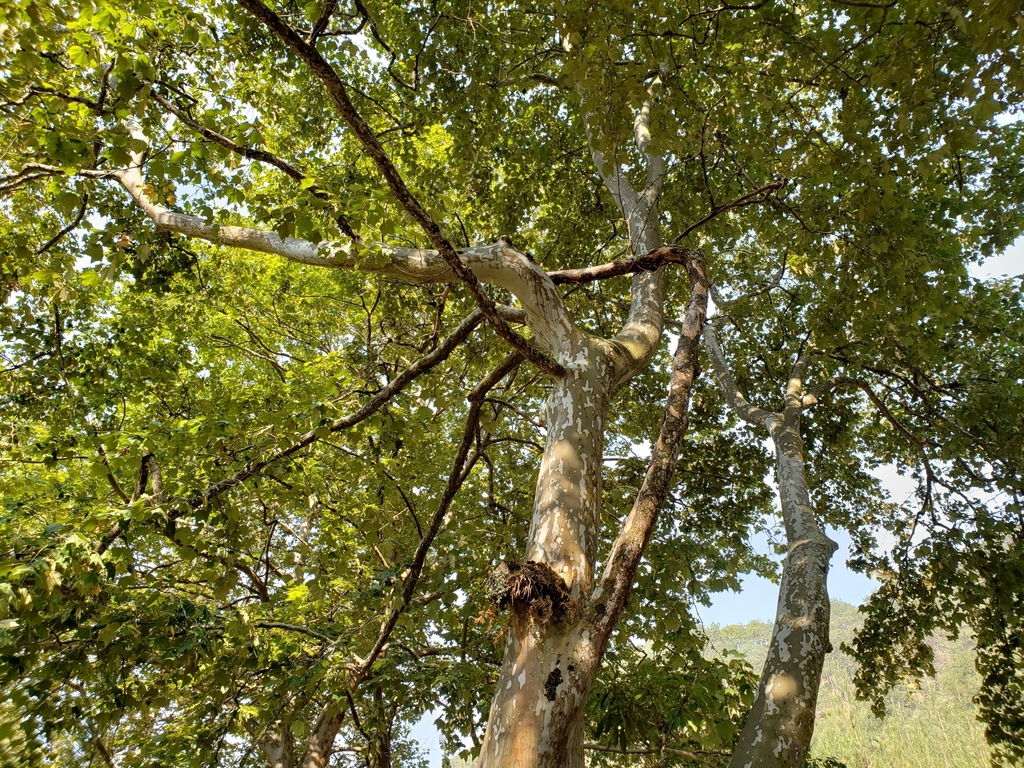 Mexican Sycamore from Coyomeapan, MX-PU, MX on May 21, 2019 at 09:48 AM ...