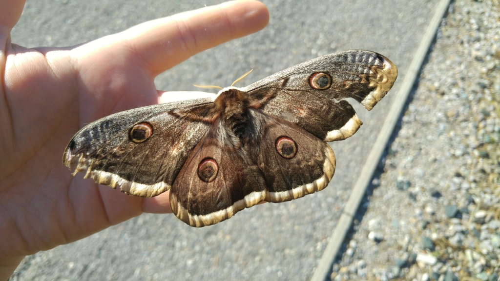Giant Peacock Moth from Bad Vöslau Bahnhof, 2540 Bad Vöslau, Österreich ...