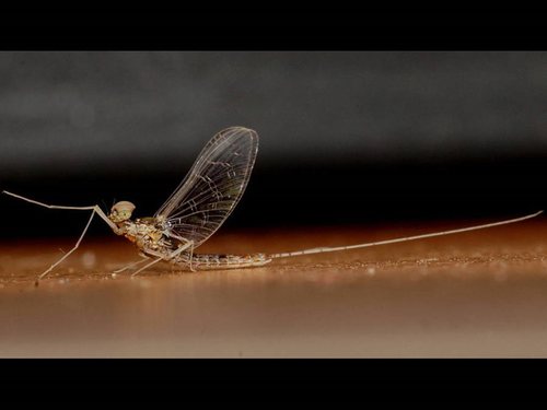 Centroptilum elongatum · iNaturalist