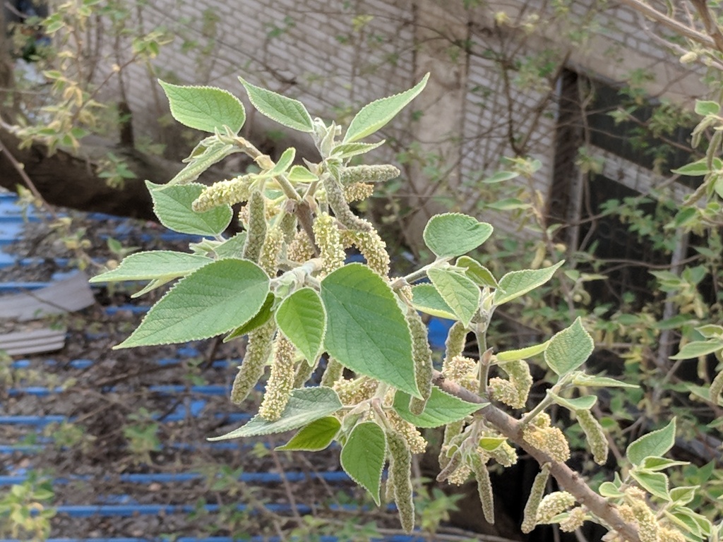 Paper mulberry from 中国湖北省武汉市洪山区 on March 30, 2018 at 05:10 PM by Sun ...