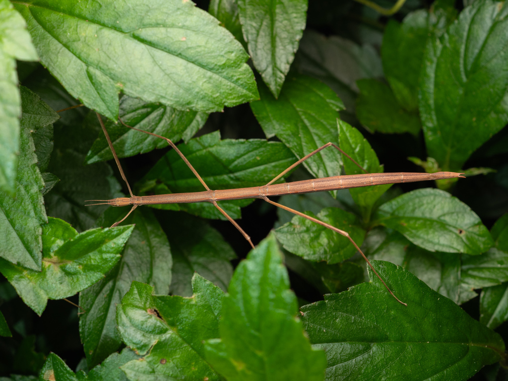 Macellina souchongia from 中国广东省深圳市罗湖区 on June 21, 2024 at 09:01 PM by ...