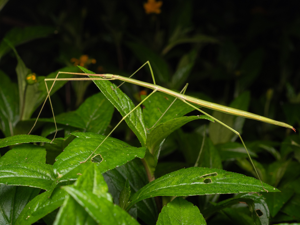 Macellina souchongia from 中国广东省深圳市罗湖区 on June 21, 2024 at 08:57 PM by ...