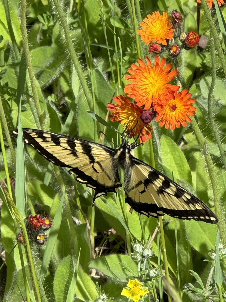 Canadian Tiger Swallowtail from Cranberry Rd, Finland, MN, US on June ...