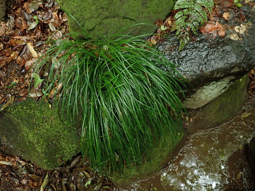 Subspecies Ophiopogon japonicus umbrosus · iNaturalist