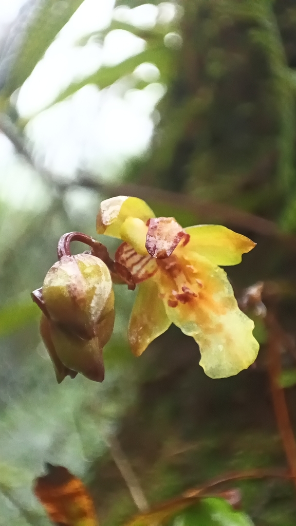 Leochilus carinatus from 71115 Oax., México on June 22, 2024 at 10:37 ...