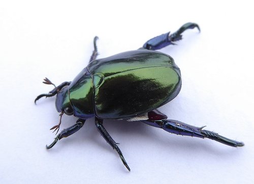 Repsimus aeneus · iNaturalist