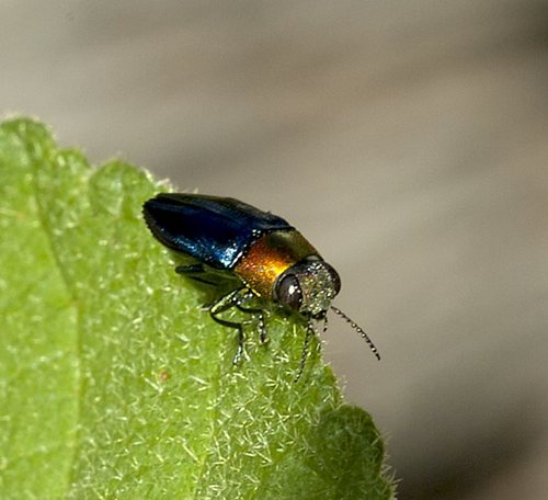 Melobasis cyaneipennis · iNaturalist