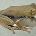 Vampire Flying Frog (Rhacophorus vampyrus) · iNaturalist