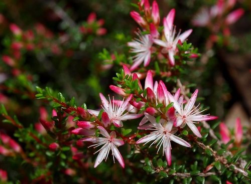 Smooth Fringe-Myrtle (Calytrix glaberrima) · iNaturalist