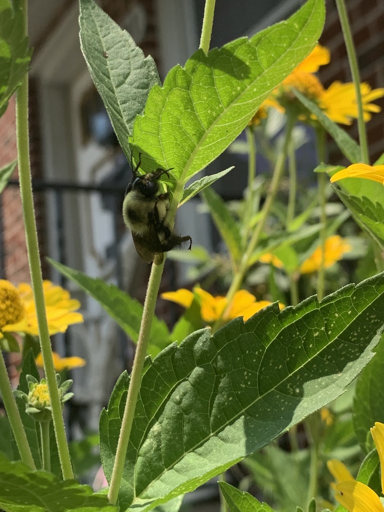 Bumble Bees from Elsa Terr, Baltimore, MD, US on June 22, 2024 at 01:28 ...