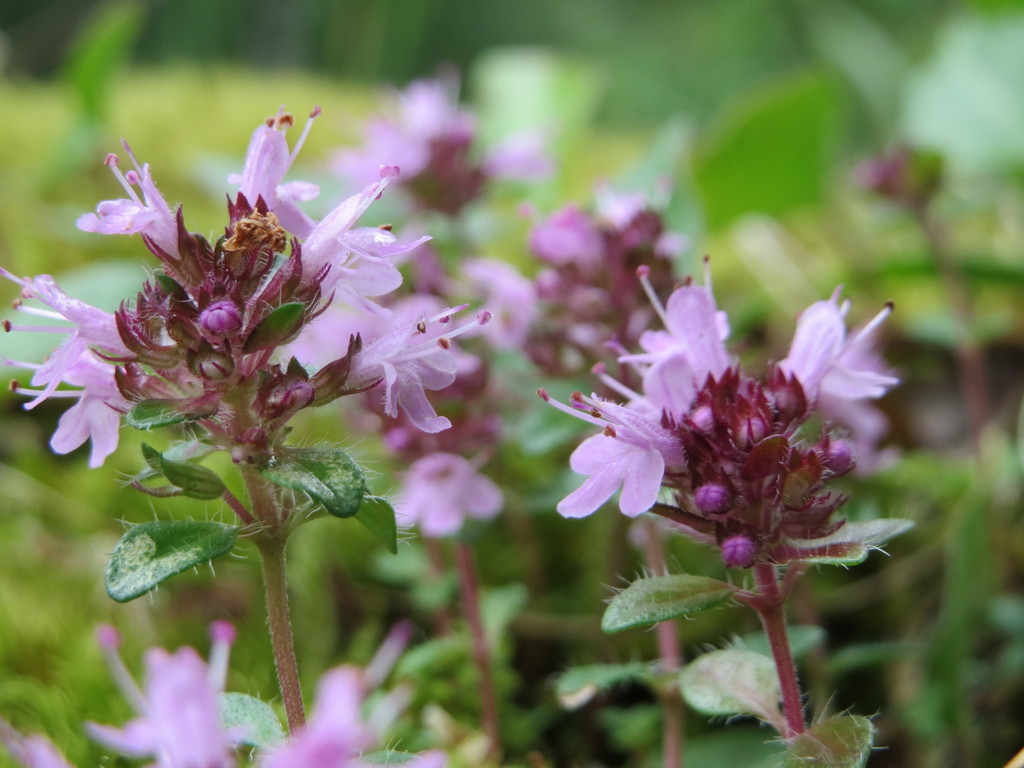 wild thyme from Naturschutzgebiet Birzberg on June 21, 2015 at 02:45 PM ...